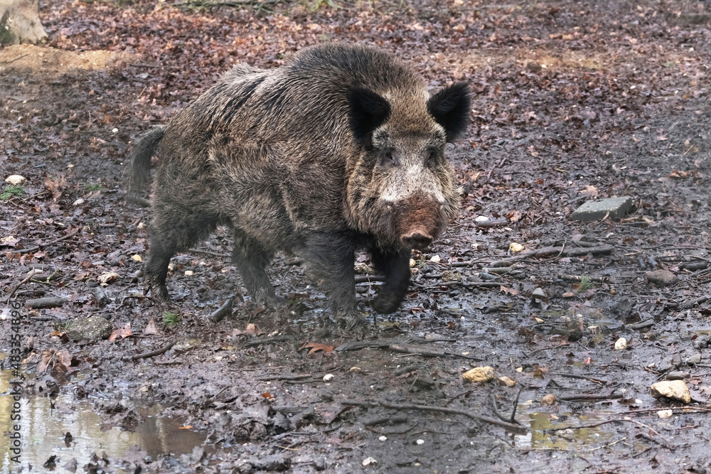 Open wild boar enclosure in the wild animal enclosure Krefeld Huelser ...