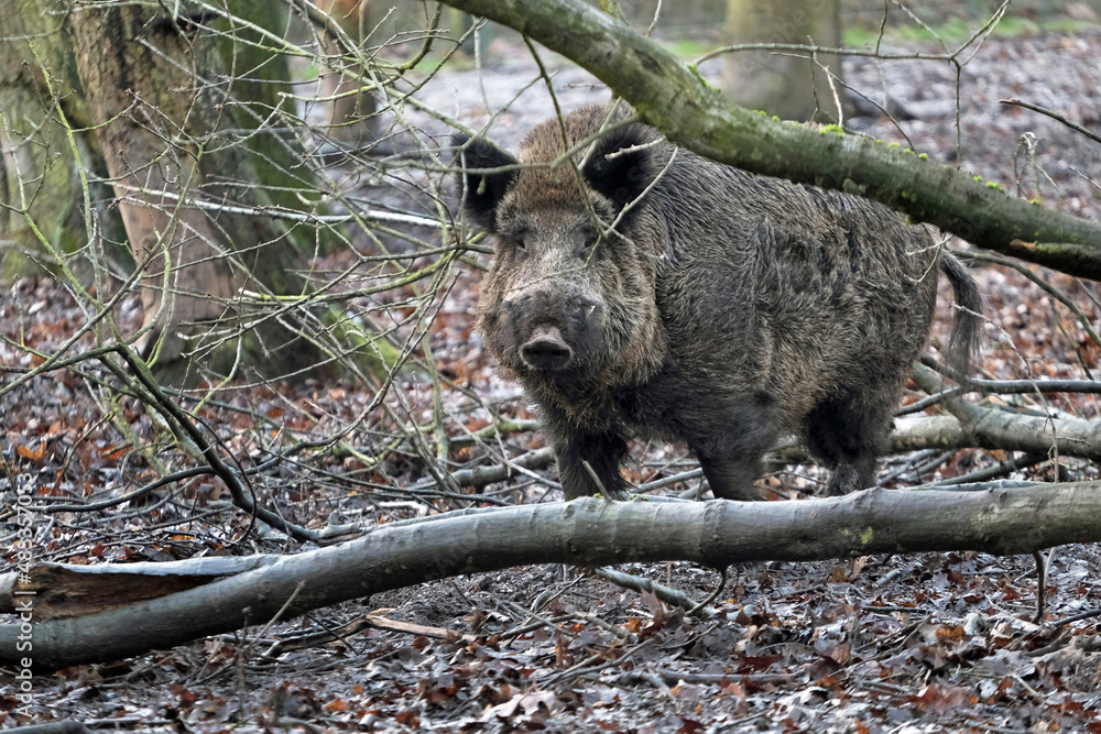 Open wild boar enclosure in the wild animal enclosure Krefeld Huelser ...