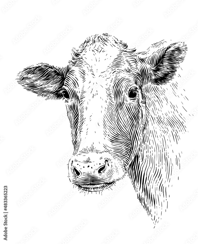 head cow hand drawing sketch engraving illustration style Stock Vector ...