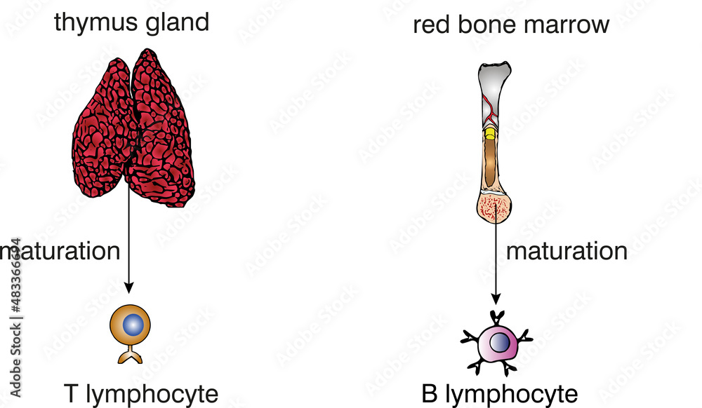 thymus gland. lymphocyte. t cell, bcell, maturation. Stock Illustration ...