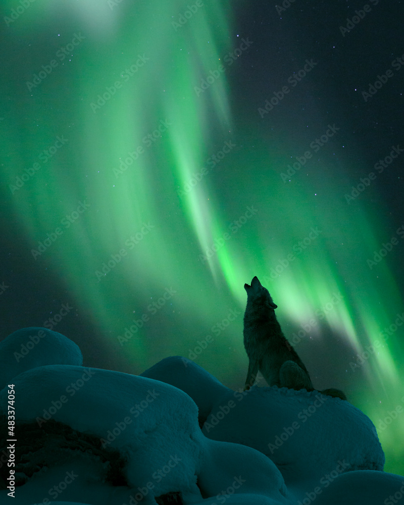 Aurora Borealis Wallpaper Wolf