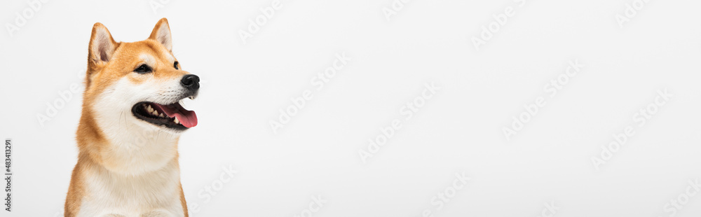shiba inu dog with open mouth looking away isolated on light grey ...