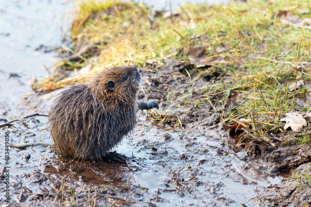 Nutria, coypu herbivorous, semiaquatic rodent member of the family ...