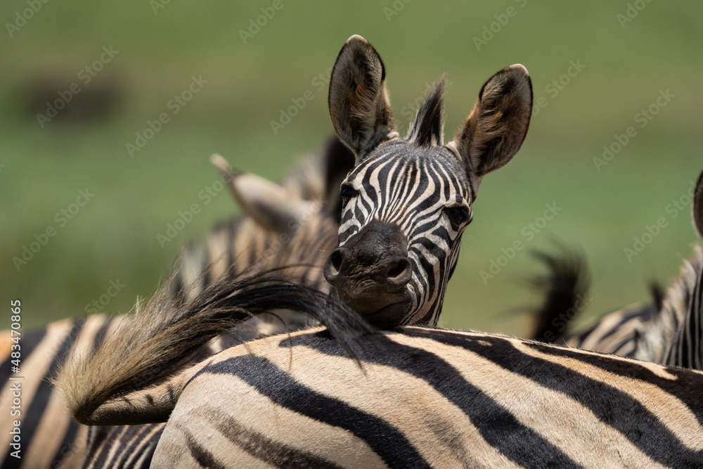Zebra Grooming an cuddling each other after the mating season has ...