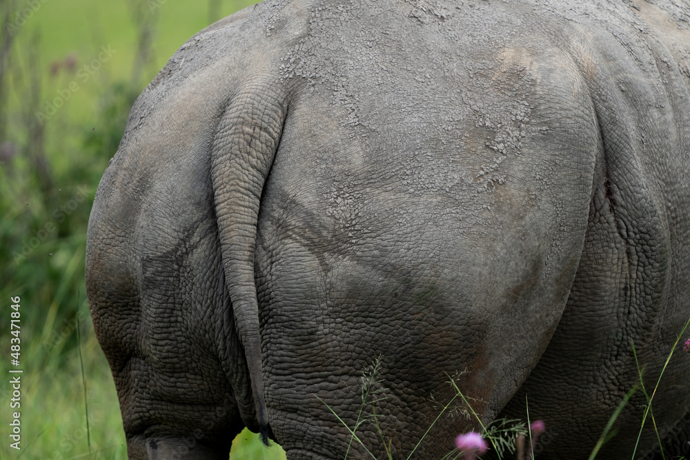 Rhino Hide Pattern and Texture showing the shape and form of nature in ...
