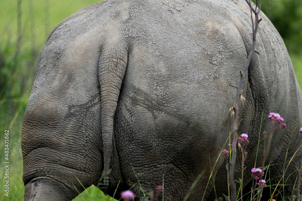 Rhino Hide Pattern and Texture showing the shape and form of nature in ...