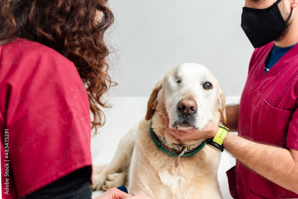 labrador retriever dog without an eye on the examination table in the ...
