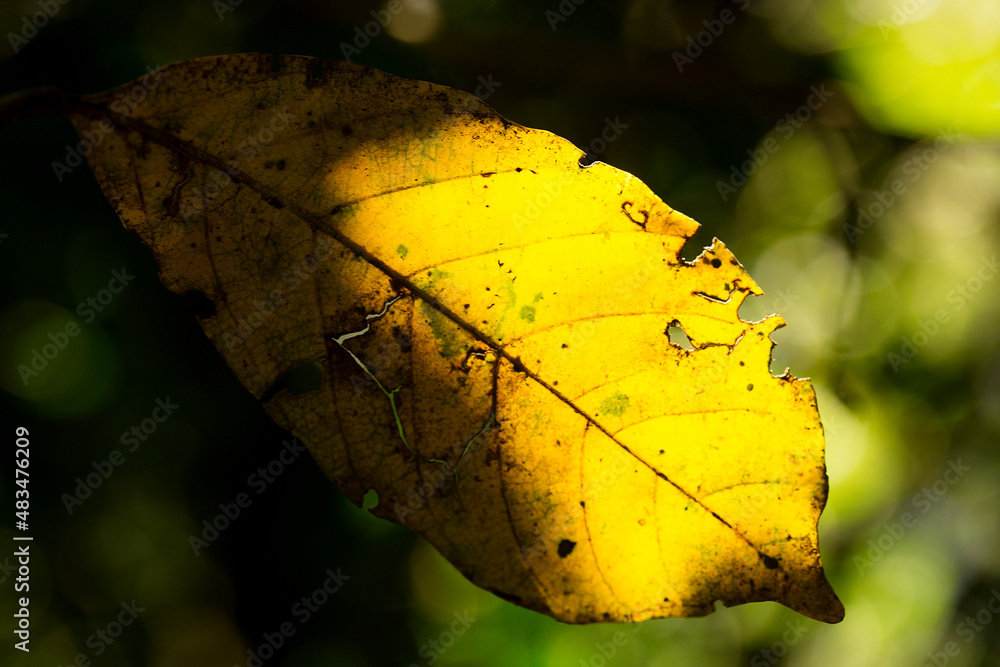 Folhas verde, secas de todos os tamanhos e formas. Folhas de plantas e ...