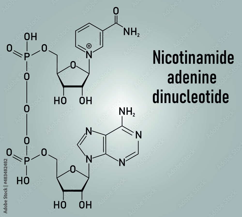 Nicotinamide adenine dinucleotide or NAD+ coenzyme molecule. Important coenzyme in many redox ...