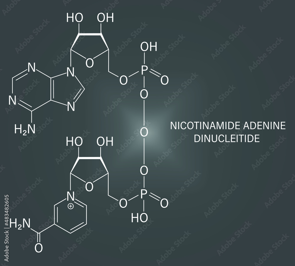 Vetor de Nicotinamide adenine dinucleotide or NAD+ coenzyme molecule. Important coenzyme in many ...