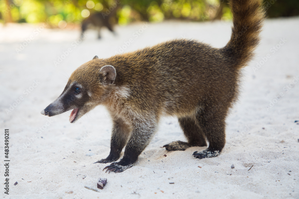 Raccoon coati nosuha Nasua narica in the Yukotan nature Stock Photo ...
