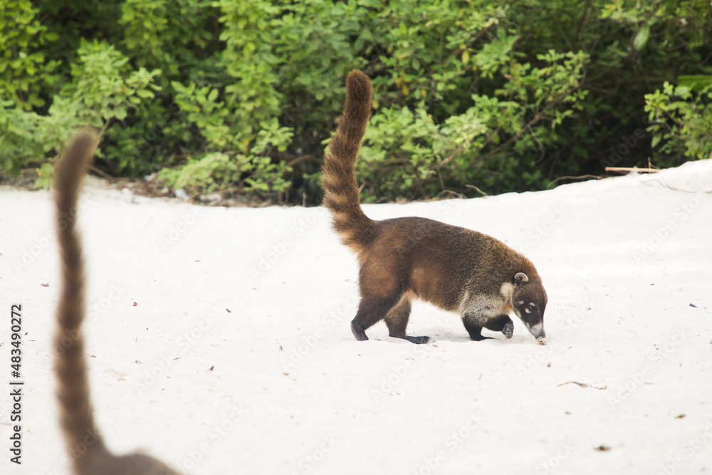 Raccoon coati nosuha Nasua narica in the Yukotan nature Stock Photo ...