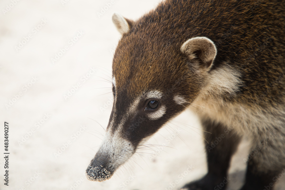 Raccoon coati nosuha Nasua narica in the Yukotan nature Stock Photo ...