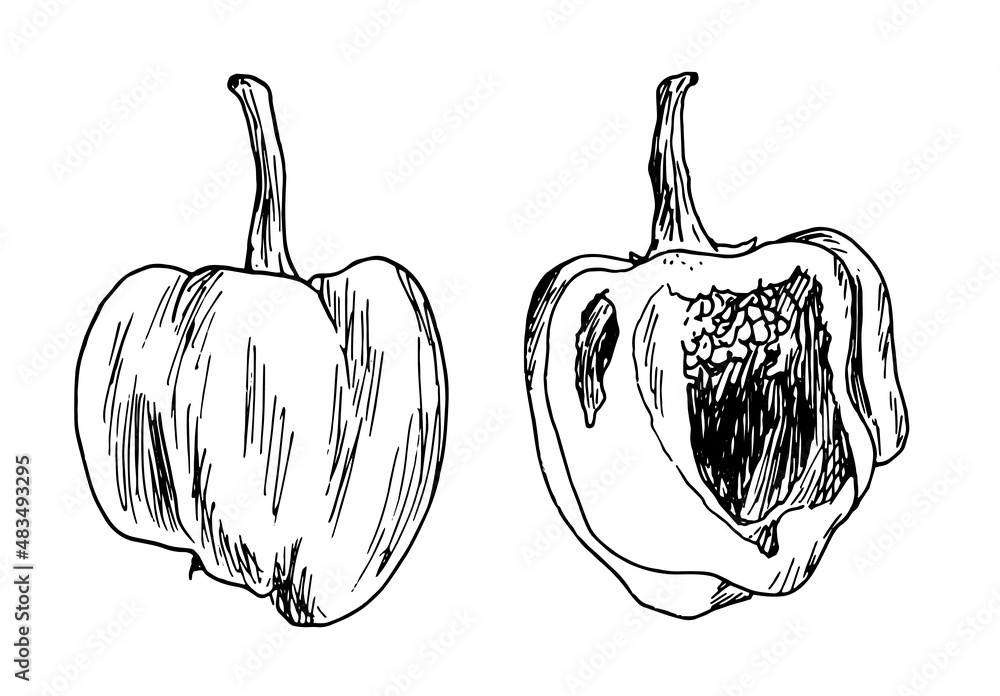 a set of sketch peppers in the section. a set of whole pepper and half ...