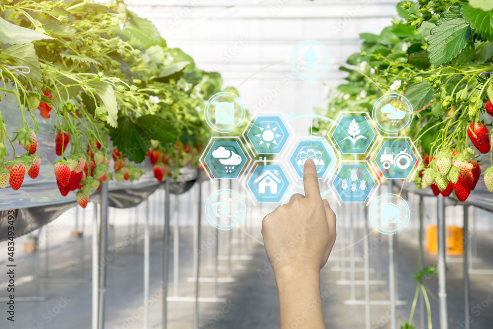 Innovation technology for smart farm system, Agriculture management ...