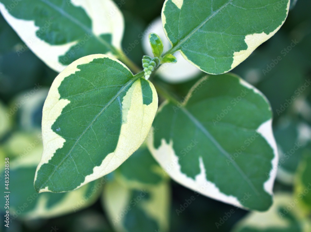 Foliage Lust Anastasia Hanging leaves Macro green leaf of flowers ...