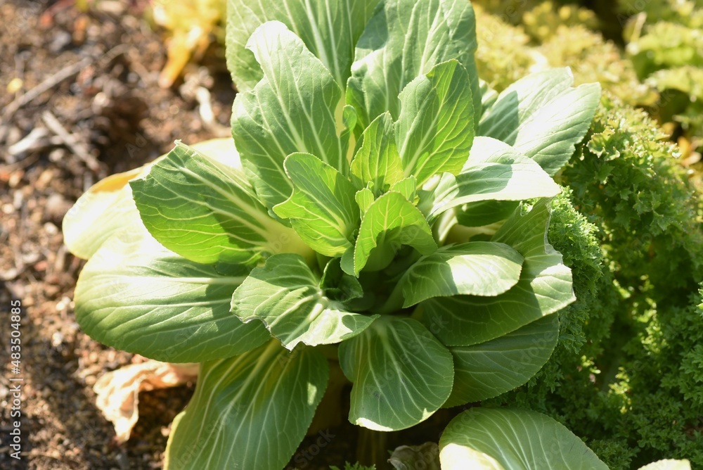 Green pak choi. A green-yellow vegetable of the Brassicaceae family ...