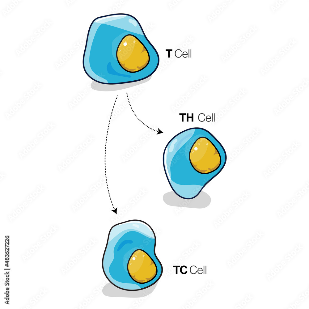 T Cell Differentiation into T helper and cytotoxic T Cells, Detailed ...