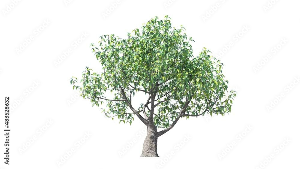 Growing trees on a white background 3D animation growth grow from small ...