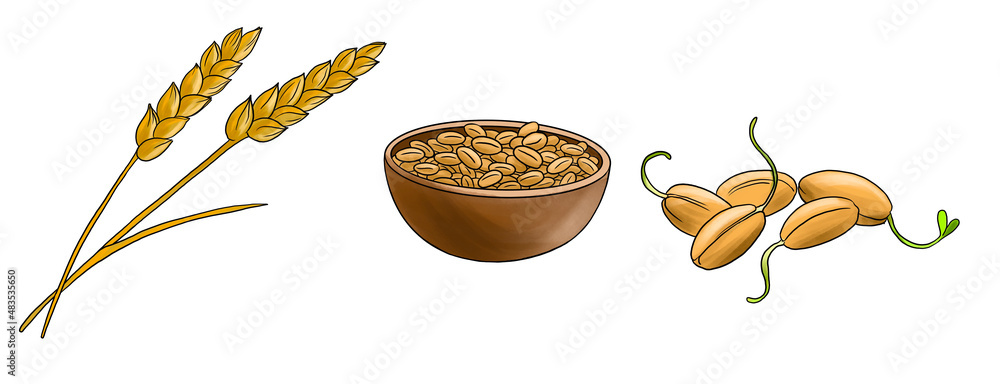 drawing wheat, plant and grain isolated at white background, hand drawn ...