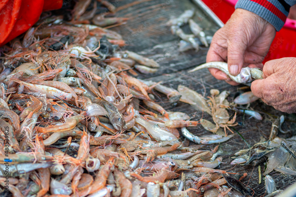 Various freshly just caught fish on a fishing wooden boat being ...