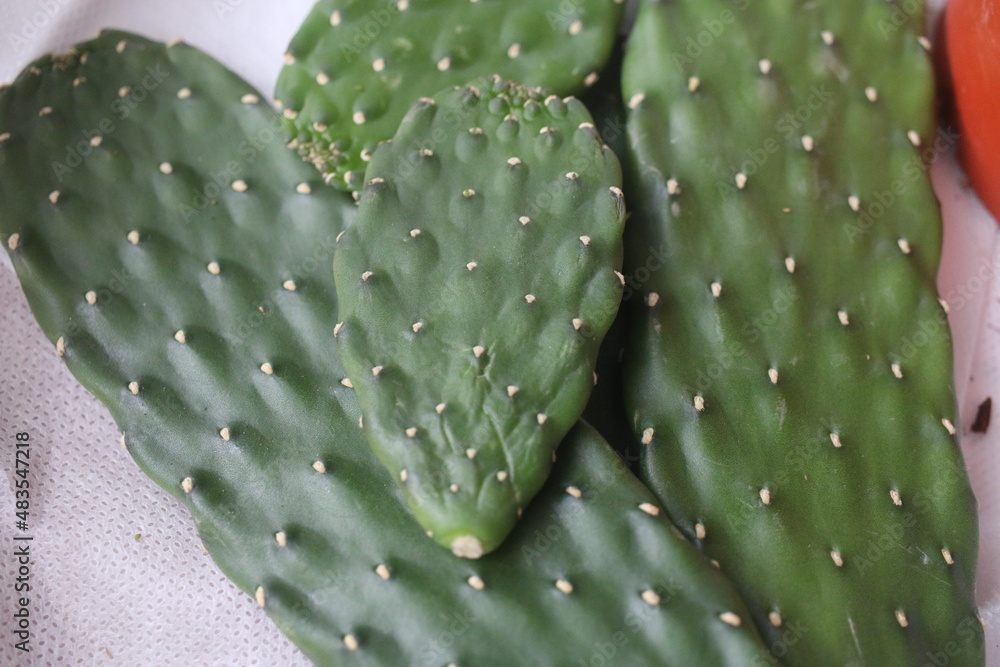 Opuntia Rubescens Consolea Stock Photo | Adobe Stock