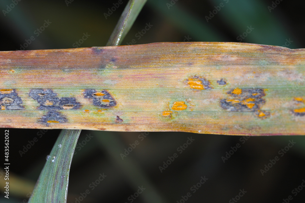 Symptoms of a plant pathogen and causal agent of oat and barley crown ...