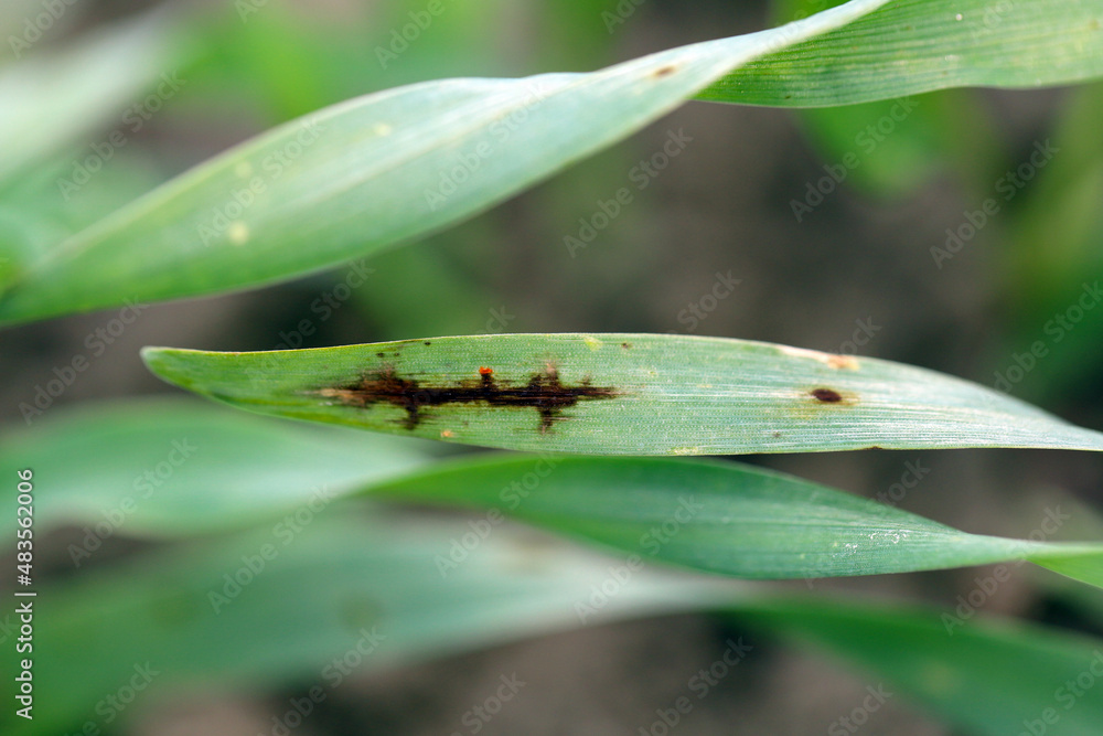 Net blotch of barley - fungal disease on barley. Can cause yield losses ...