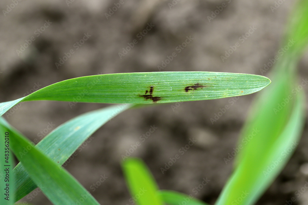Net blotch of barley - fungal disease on barley. Can cause yield losses ...