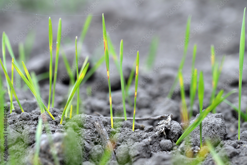 Emerging winter wheat in the autumn with symptoms of too deep seeding ...