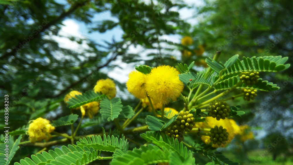 Babul tree yellow flowers Stock Photo | Adobe Stock