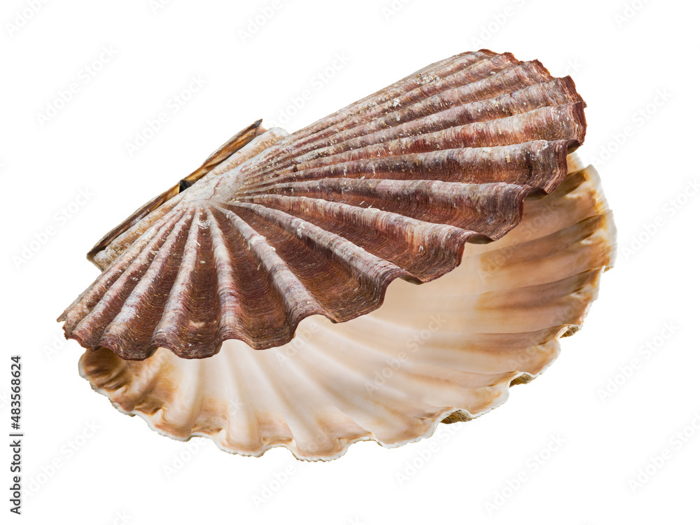 Open shell of great scallop shellfish isolated on a white background ...