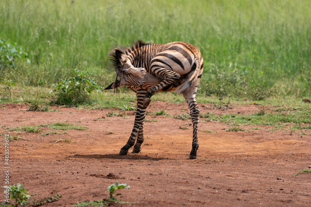 young Juvenile zebra scratching an itch under its belly with its hind ...