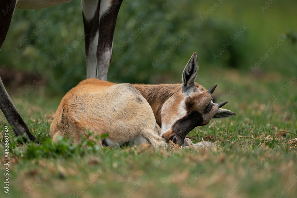 very Cute Blesbok Antelope juvenile baby laying at its mothers feet on ...