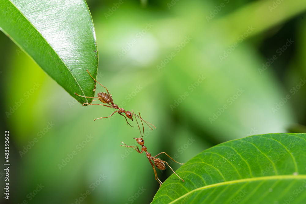 Ant action standing. Ant bridge unity team, Concept team work together ...