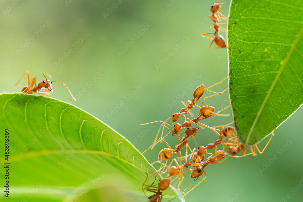 Ant action standing. Ant bridge unity team, Concept team work together ...