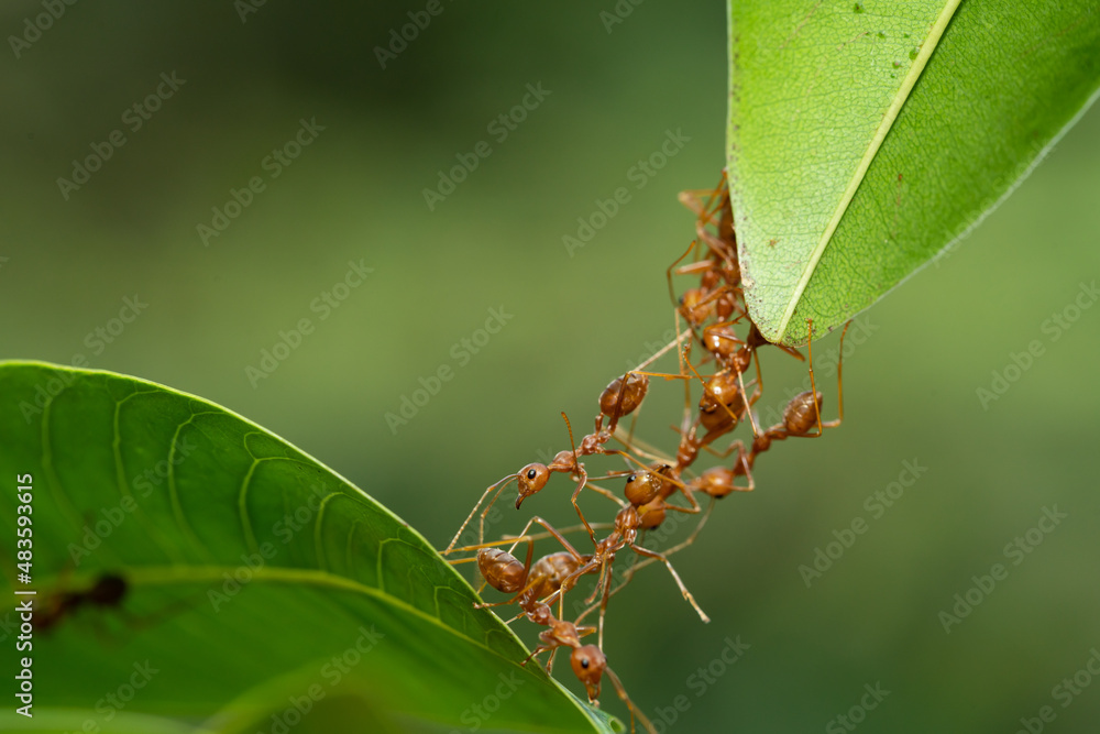 Ant action standing. Ant bridge unity team, Concept team work together ...