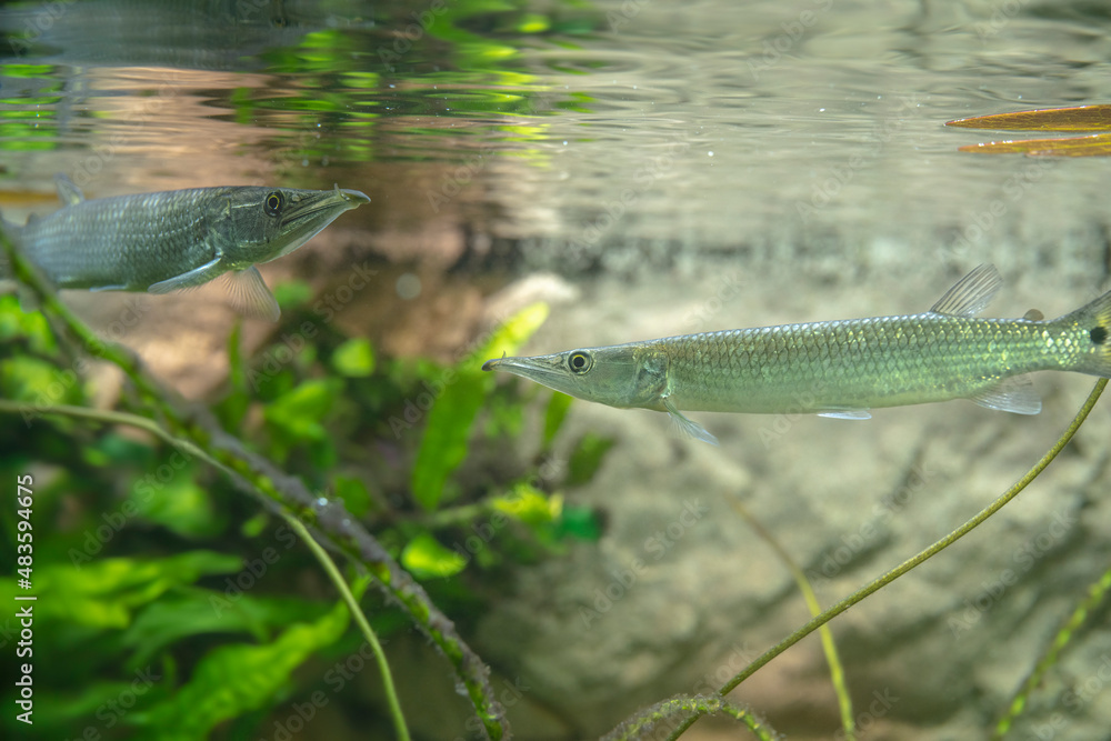 Pike Ctenolucius hujeta hunts small fish. Hujeta Gar Fish swims under ...