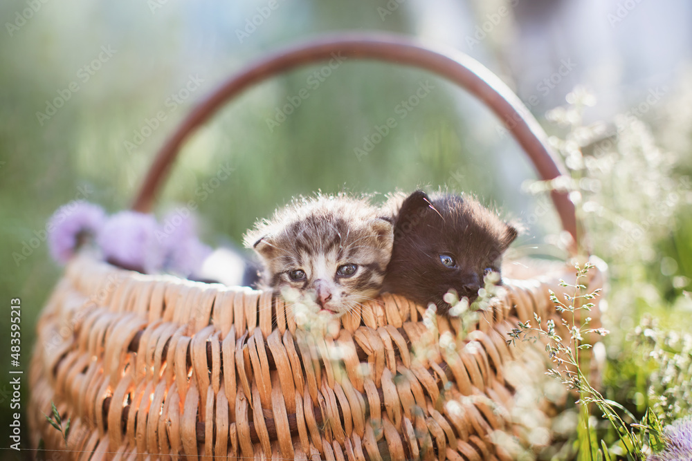 Katzenbabys Stock Photo | Adobe Stock