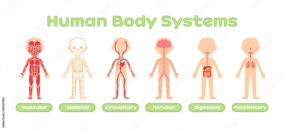 Human Body Systems. Muscular Nervous Circulatory Skeletal and Digestive ...