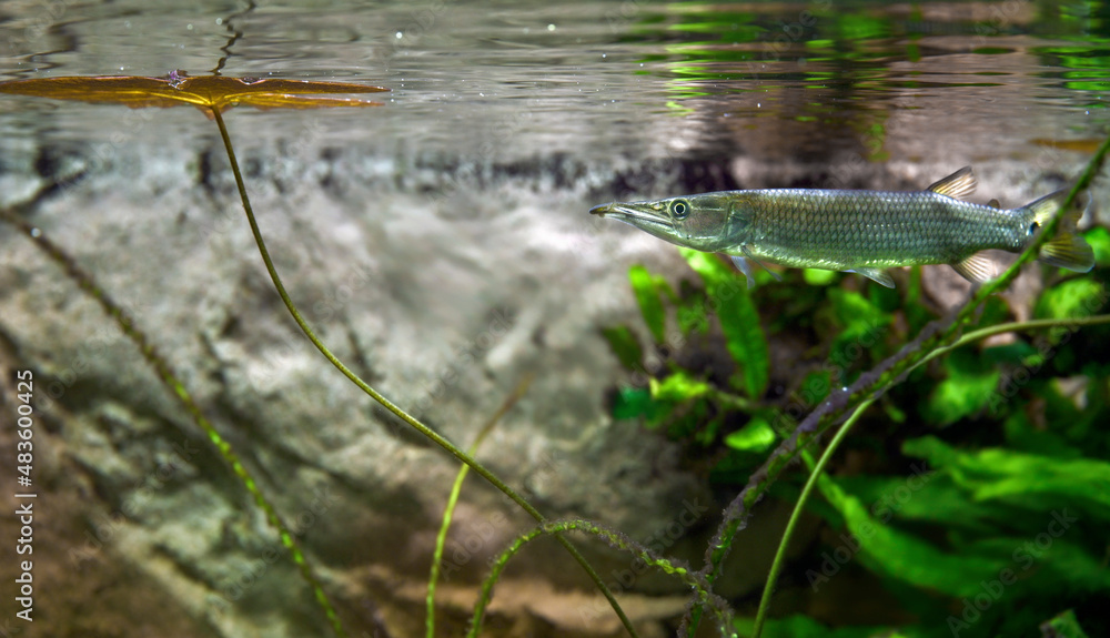 Pike Ctenolucius hujeta hunts small fish. Hujeta Gar Fish swims under ...