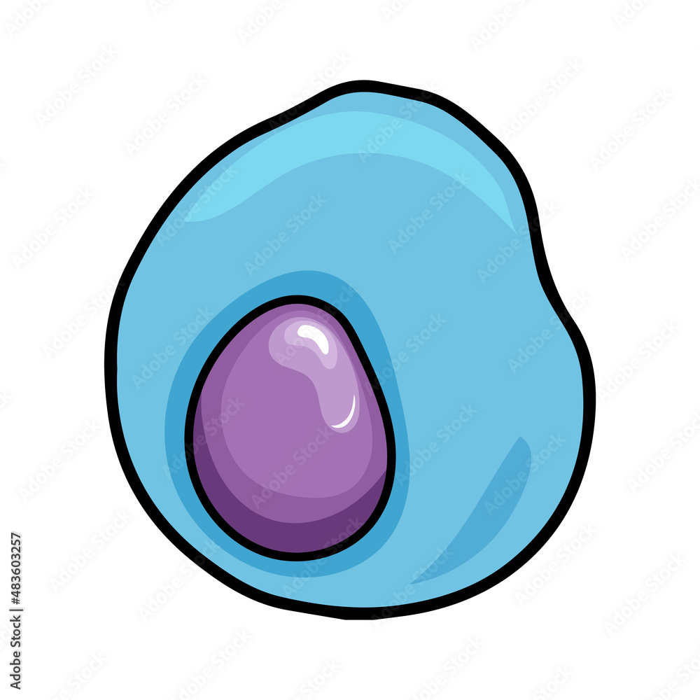 Lymphocyte Biology, Detailed Vector Illustration of Immune System's ...