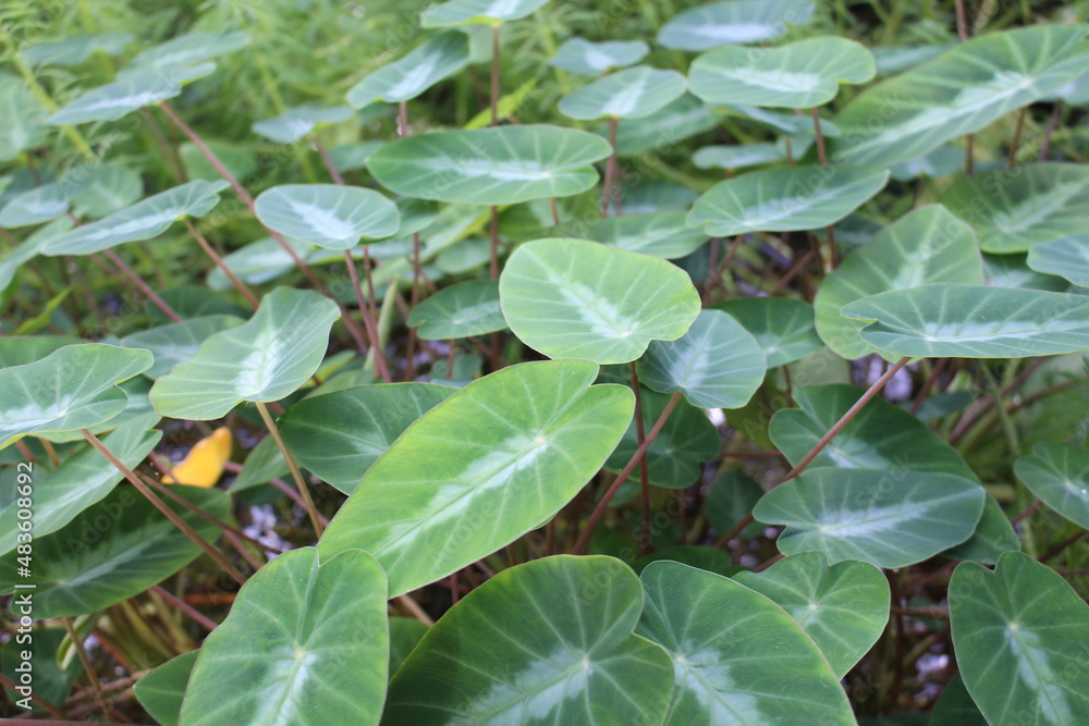 "Silver Leaf Dwarf Elephant Ear" plant leaves (or Dwarf Taro) in St ...