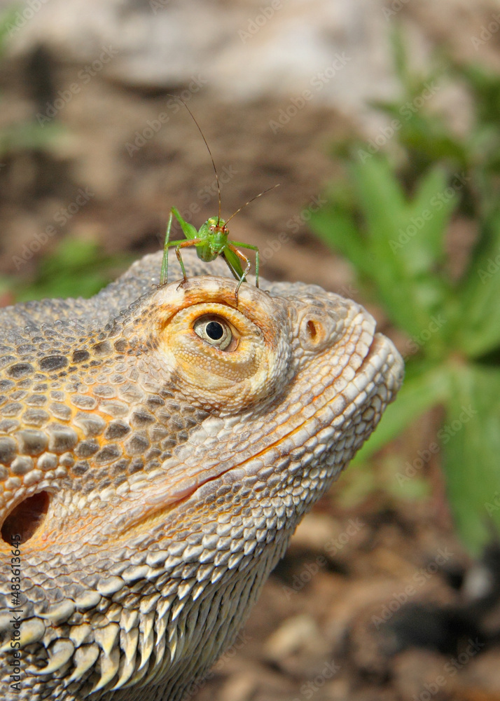 bearded dragon lizard sitting outdoors with a green grasshopper bug ...