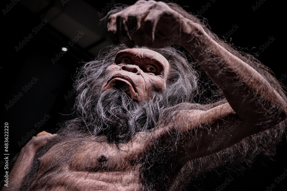 Homo Habilis Pictures