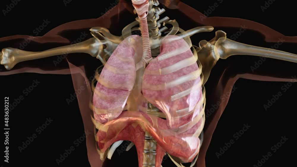 Human Respiratory System Lungs Anatomy Animation Concept. visible lung ...