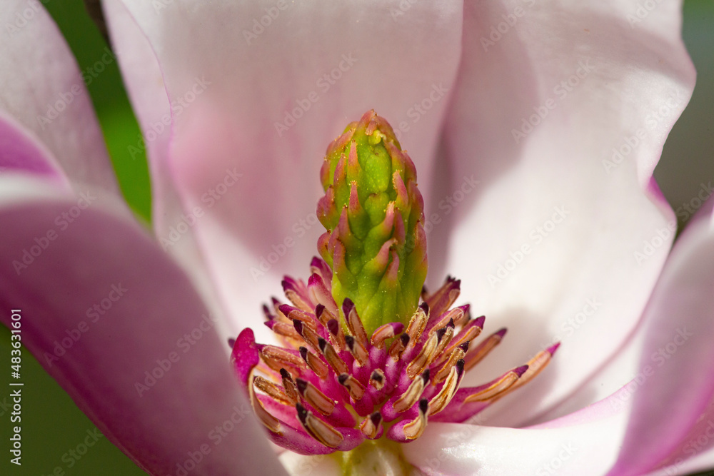Inside view of reproductive parts of a magnolia flower. Stock Photo ...