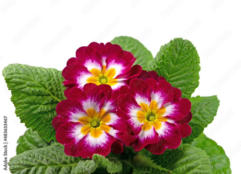 Blühende Primel vor weißem Hintergrund Stock Photo | Adobe Stock