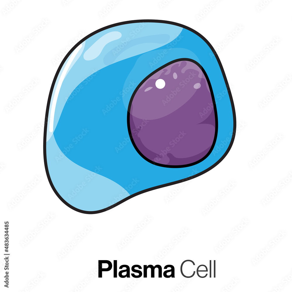 Plasma Cell Biology, Detailed Vector Illustration of Immune System's ...