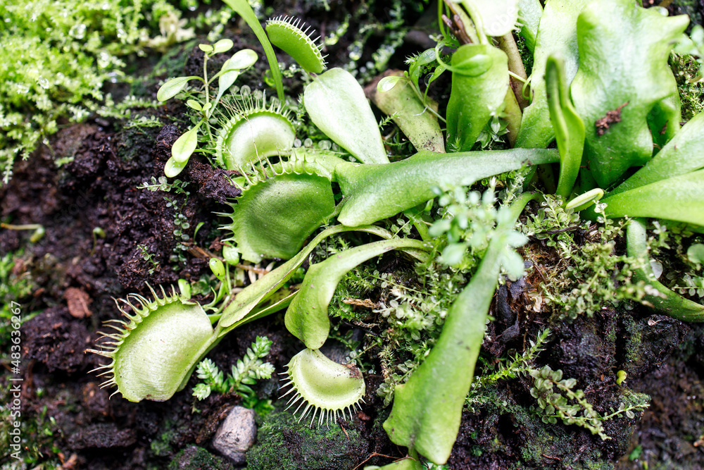 Dionaea Muscipula Typical form. Venus Flytrap - Predatory plant ...